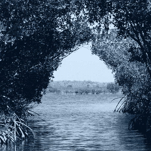 What are blue carbon ecosystems? - Surfrider Foundation Europe